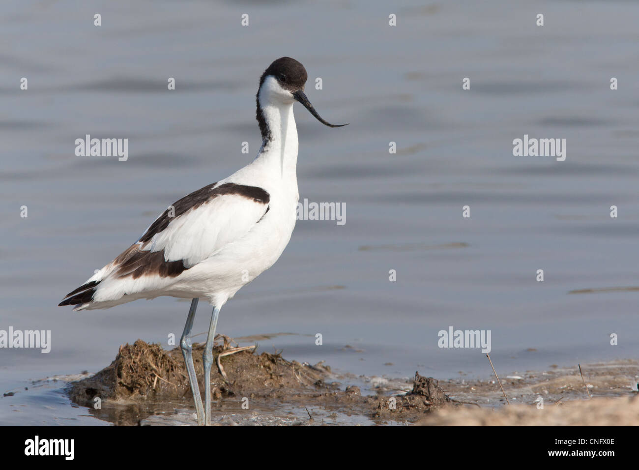 Pied Avocet Recurvirostra avosetta adult standing on shoreline Stock ...
