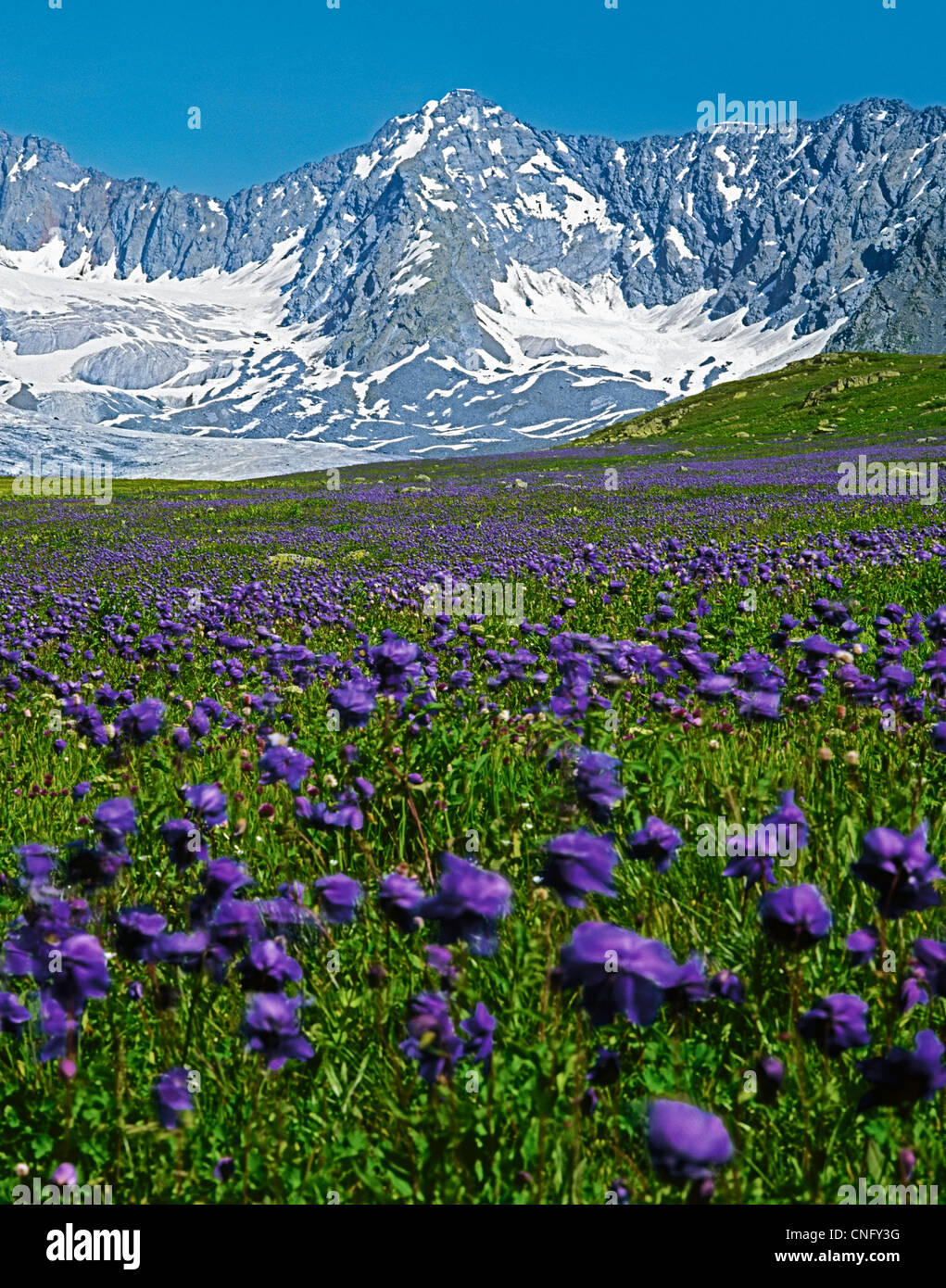 Alpine flowers Aquilegia vulgaris near Berel Glacier. The Altai ...
