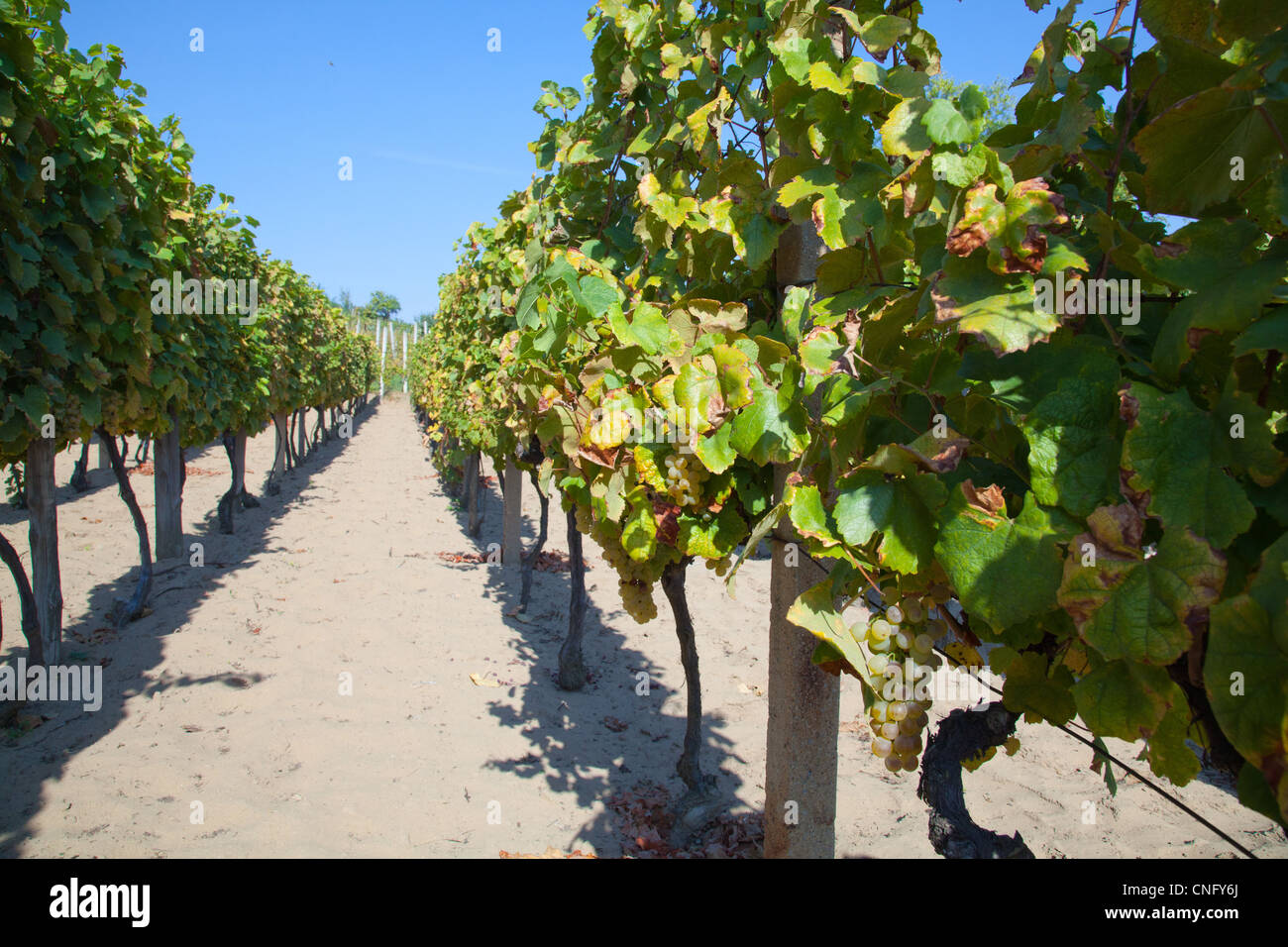 Vineyard line hi-res stock photography and images - Alamy