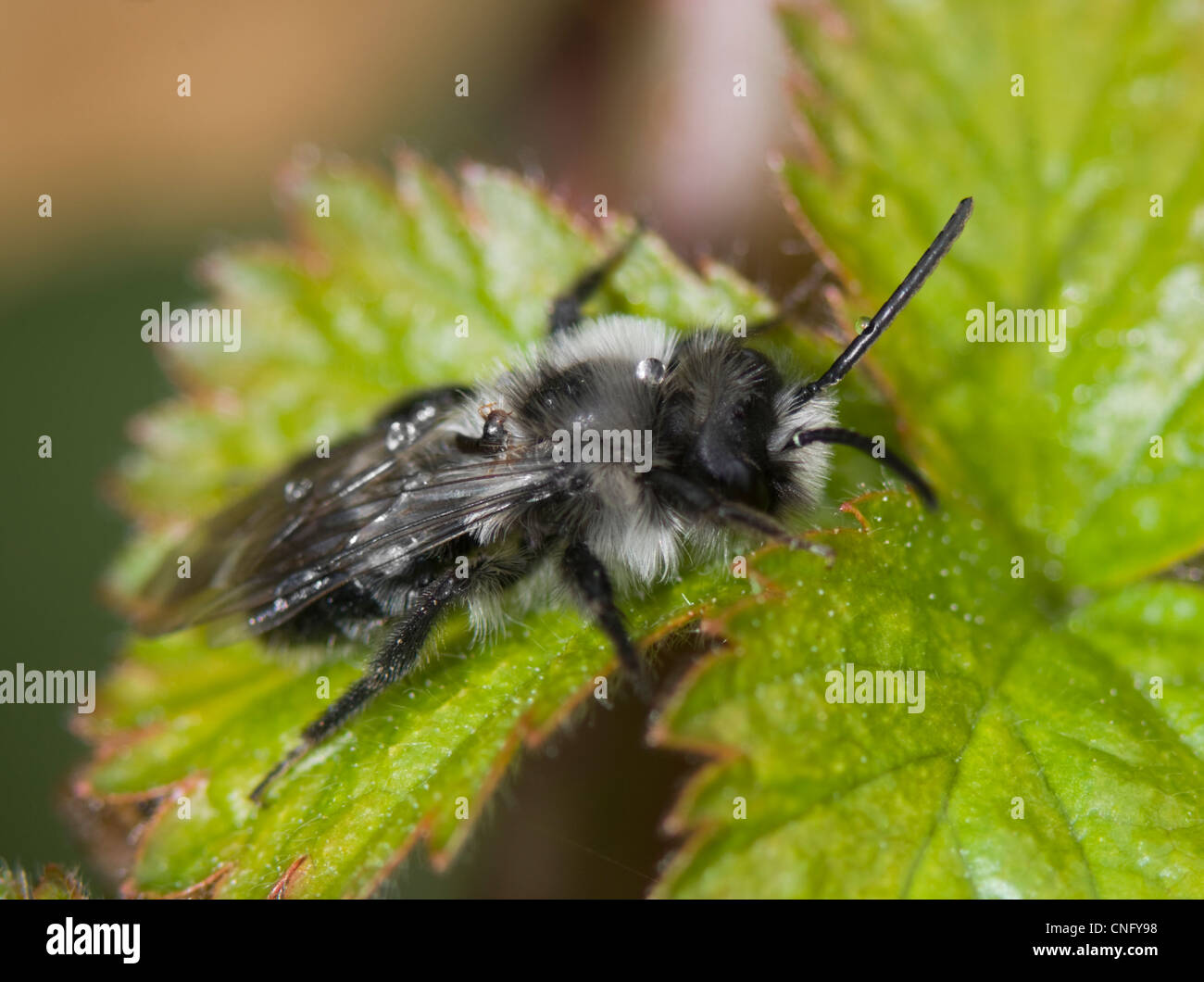 Mining Bee with Parasite (Andrena), Andrenidae, Normandy, France Stock ...