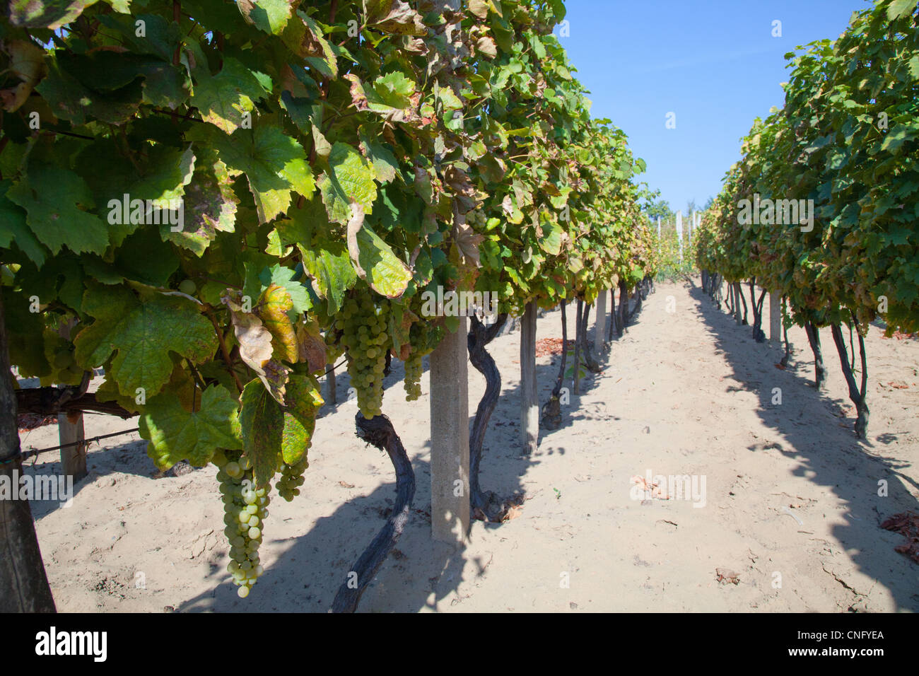 Grapevine plants in a vineyard Stock Photo - Alamy