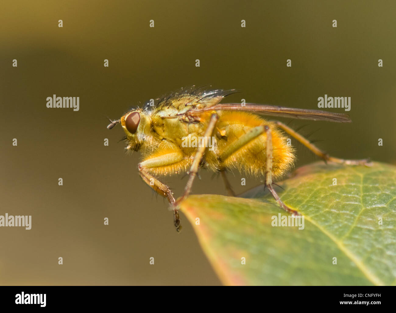Yellow dung flies hi-res stock photography and images - Alamy