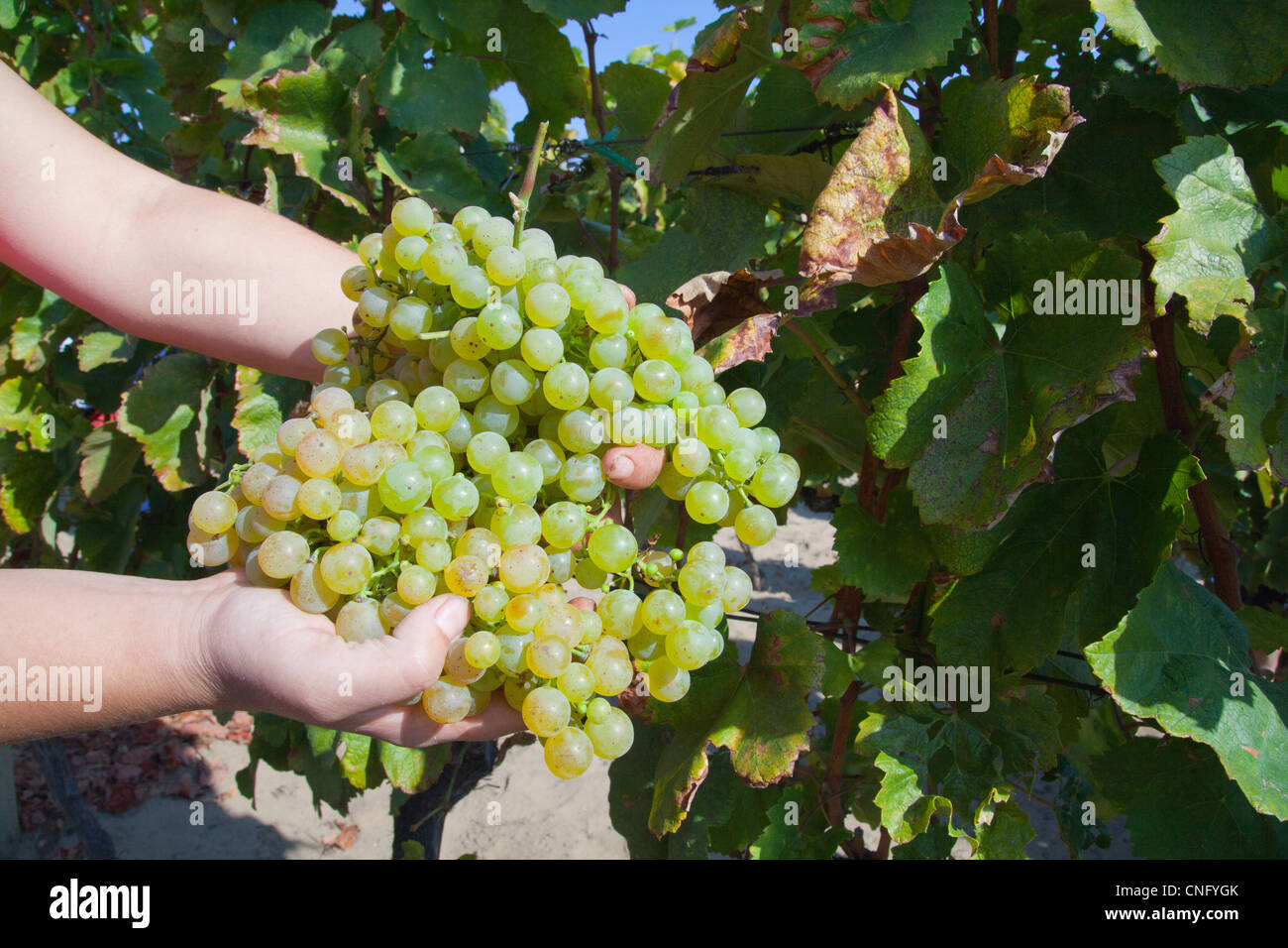Human grapevine hi-res stock photography and images - Alamy