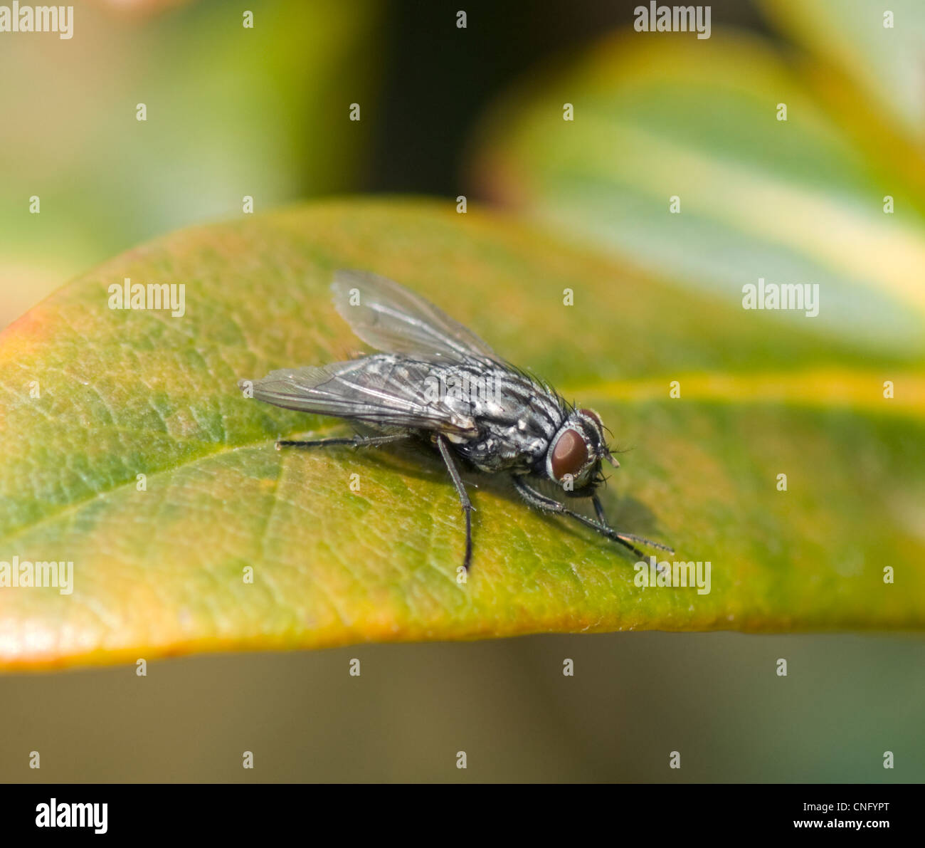 Flesh Fly (Sarcophaga carnaria) Normandy France Stock Photo - Alamy