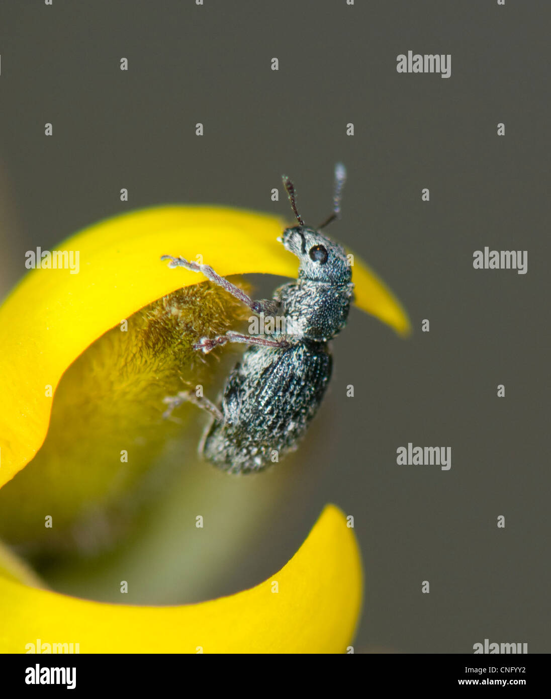 Weevil on Gorse (Phyllobius pomaceus) Hamphire UK Stock Photo - Alamy