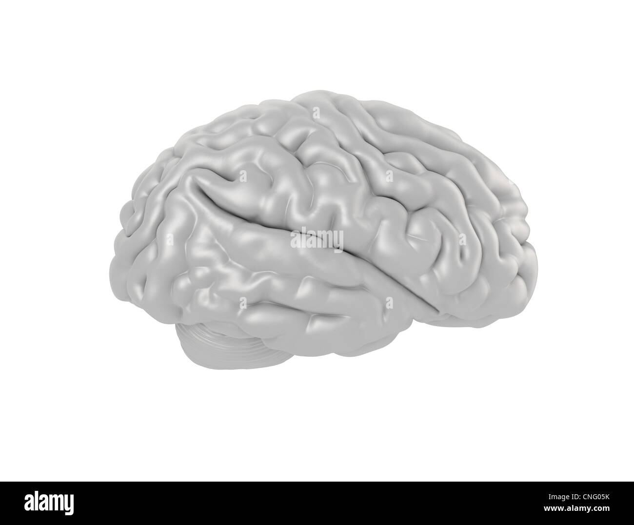 Brain isolated on white background Stock Photo - Alamy