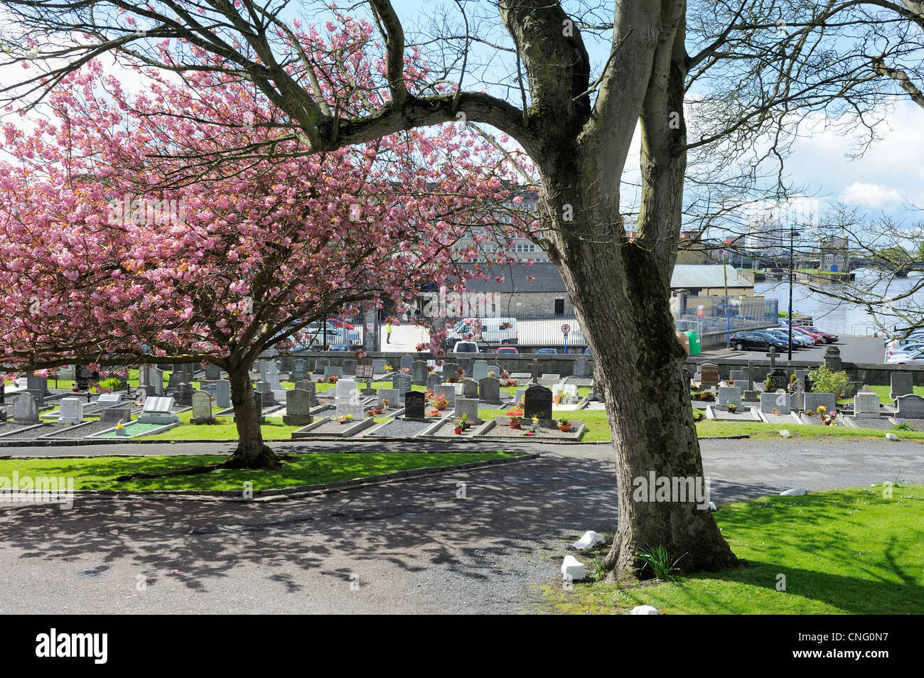 Grounds of St. Mary's Cathedral, Limerick City, Ireland Stock Photo - Alamy