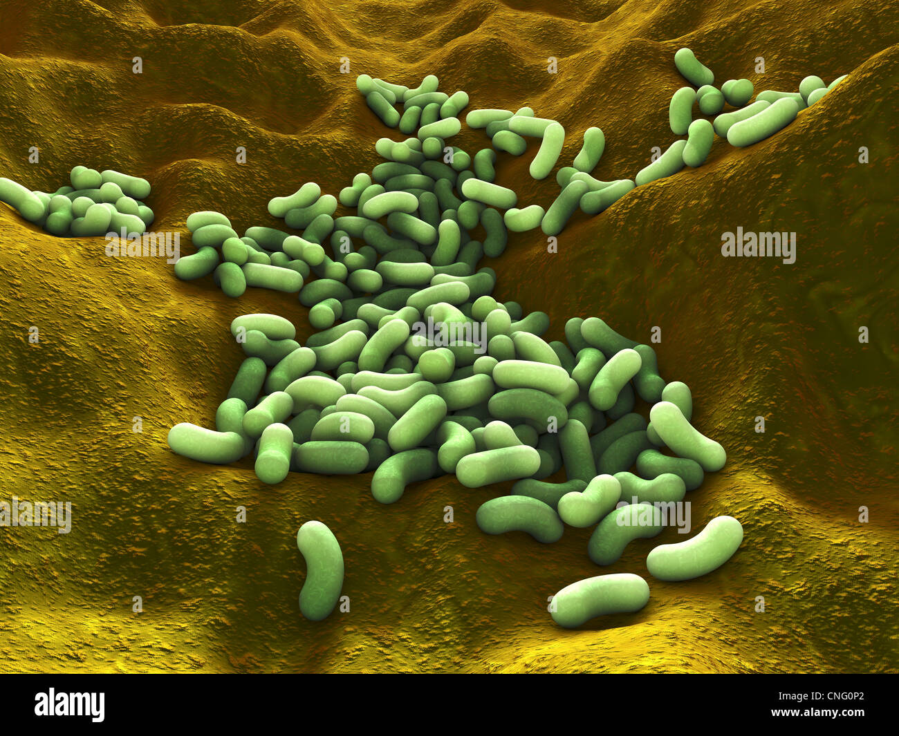 Bacteria artwork Stock Photo - Alamy