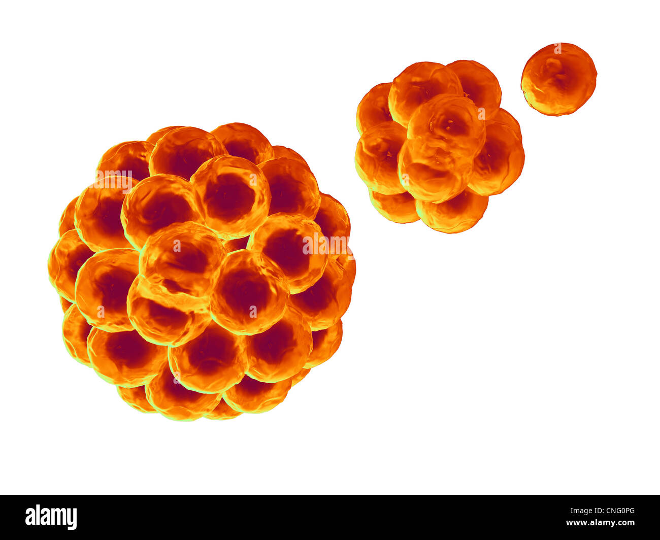 Science division Cut Out Stock Images & Pictures - Alamy