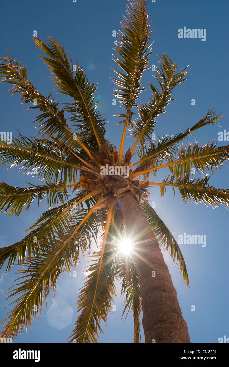 Sun peaking through palm tree Stock Photo - Alamy