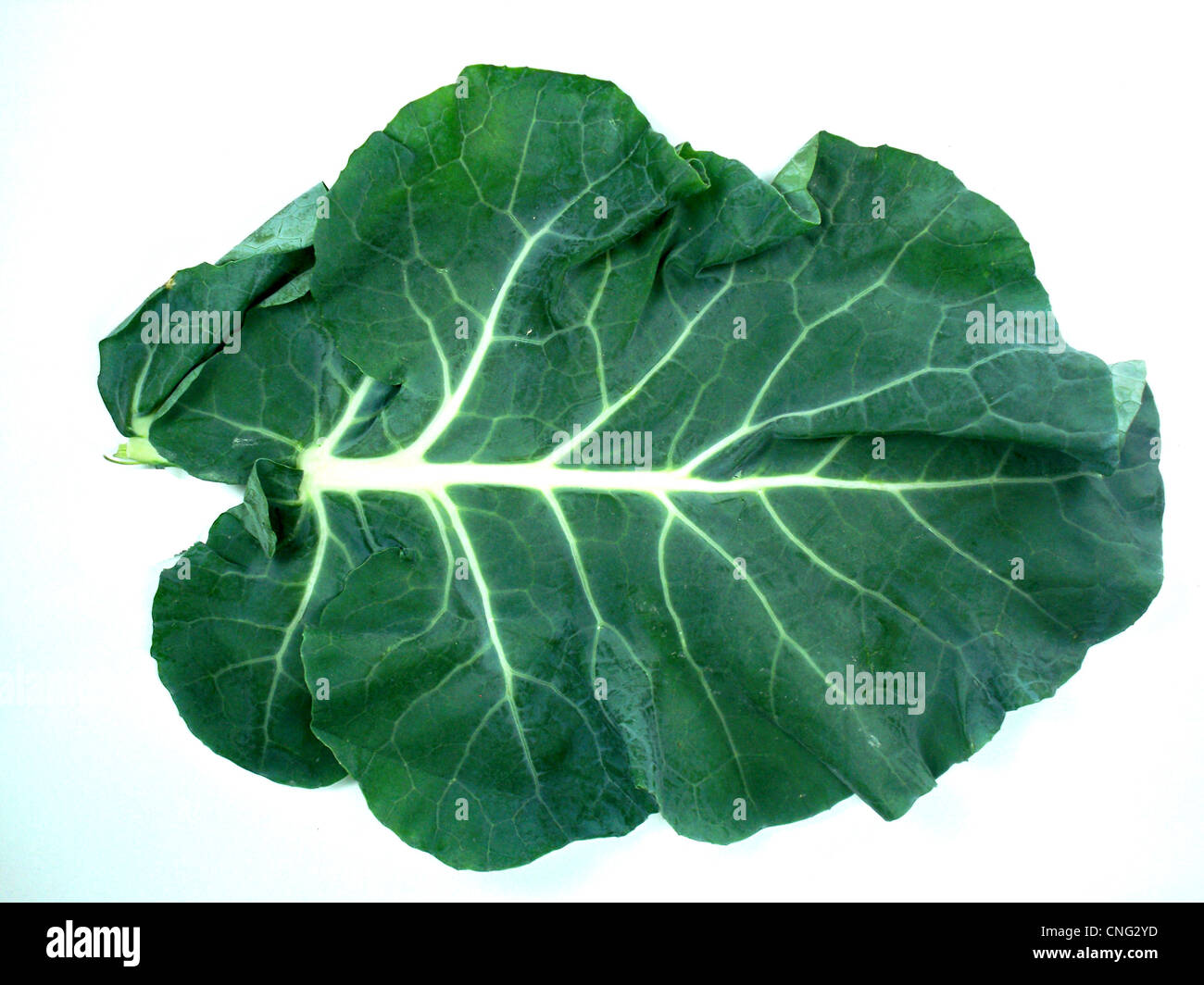 Leaf of a broccoli on a white background Stock Photo - Alamy