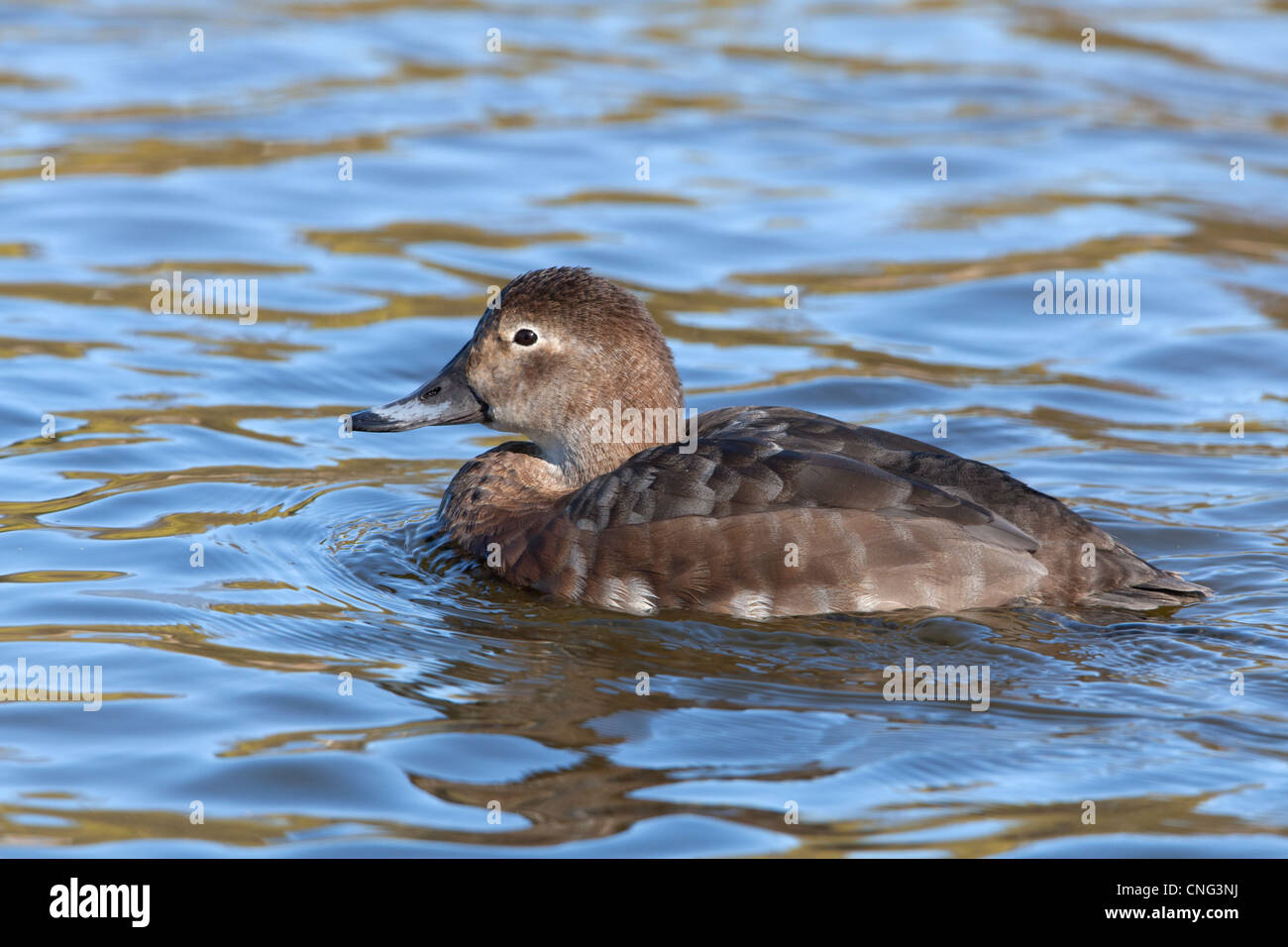 Common pochard female hi-res stock photography and images - Alamy