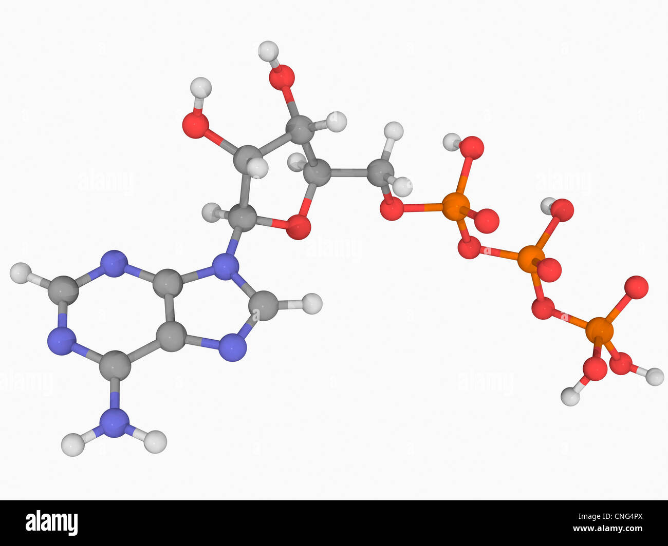 Adenosine triphosphate molecule Stock Photo - Alamy