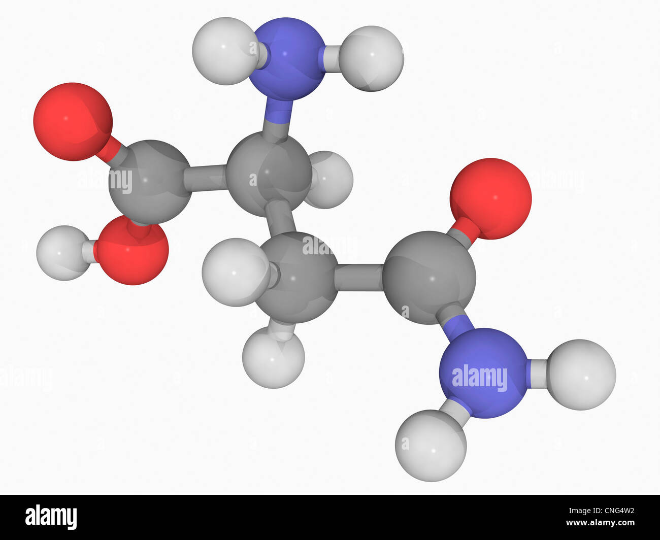 Asparagine hi-res stock photography and images - Alamy