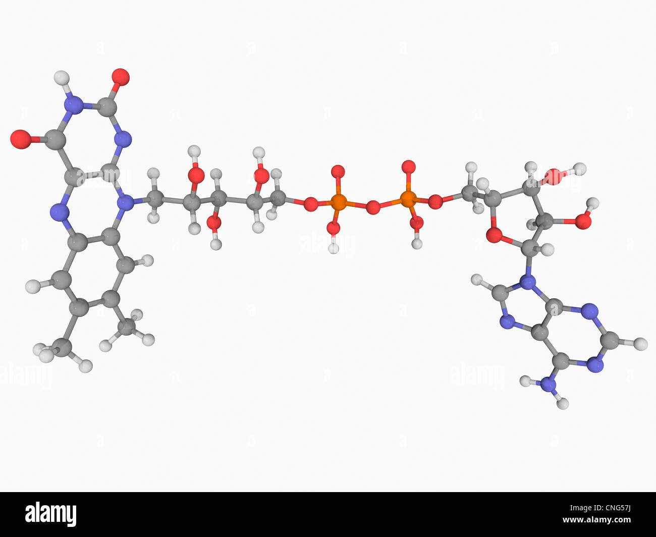 Flavin adenine dinucleotide (FAD) molecule Stock Photo - Alamy