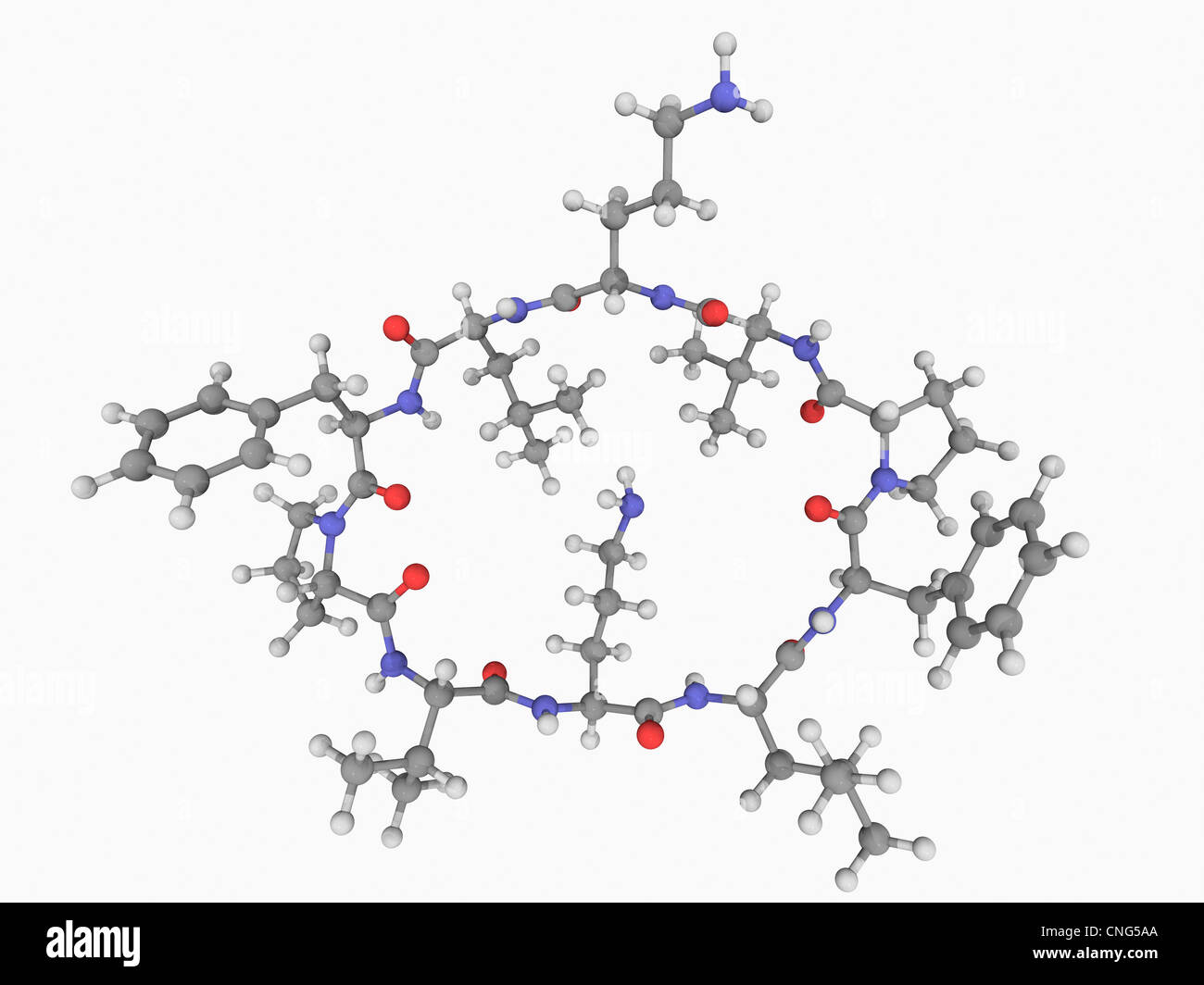 Gramicidin S drug molecule Stock Photo - Alamy