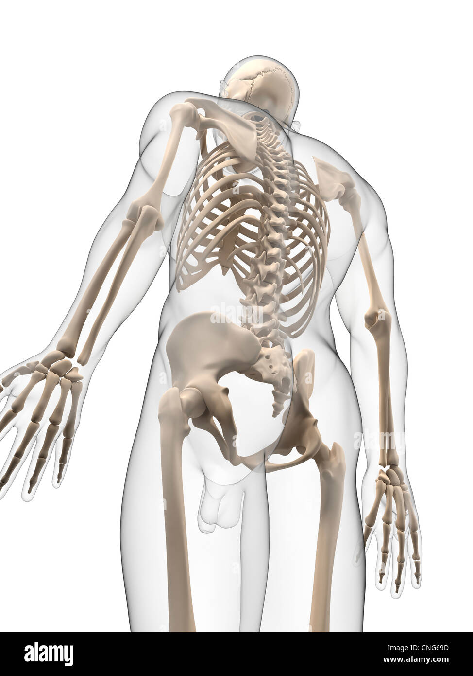 Male skeleton artwork Stock Photo - Alamy