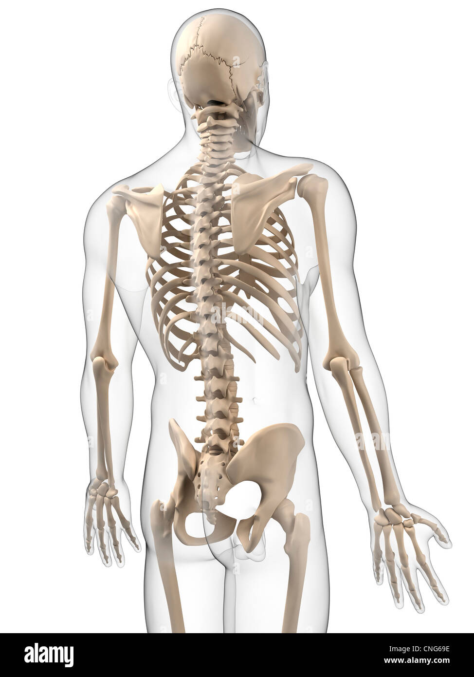 Male skeleton artwork Stock Photo - Alamy