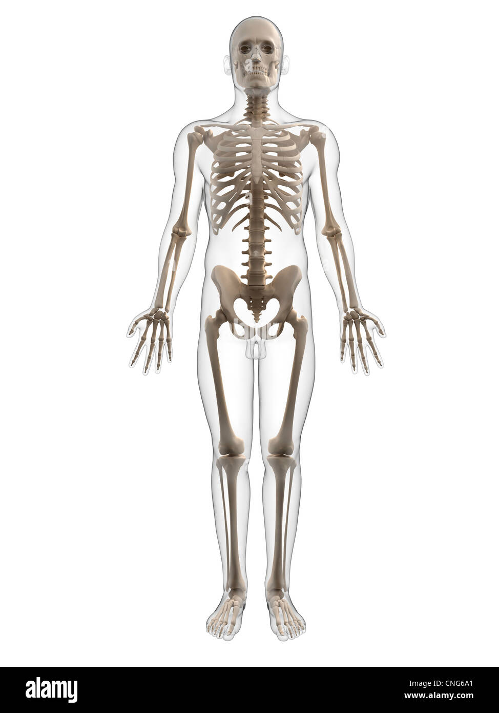Male skeleton artwork Stock Photo - Alamy