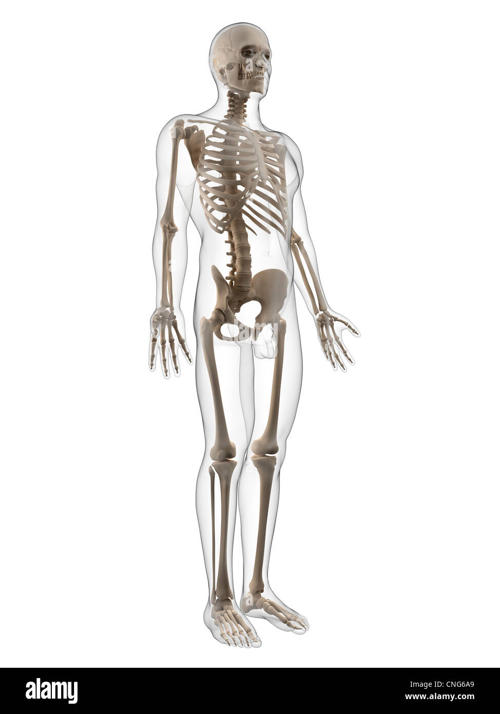 Male skeleton artwork Stock Photo - Alamy