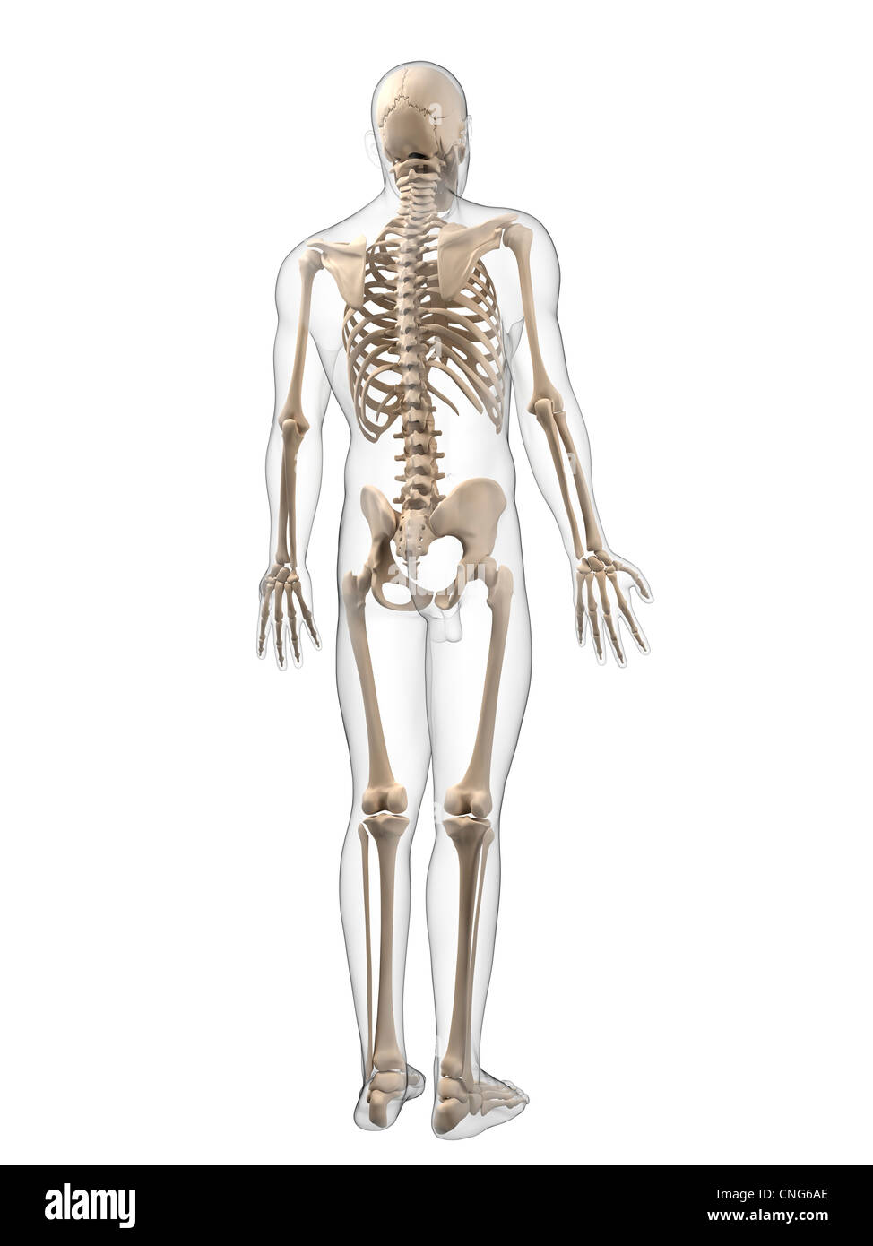 Skeletons skeleton full body bodies Cut Out Stock Images & Pictures - Alamy