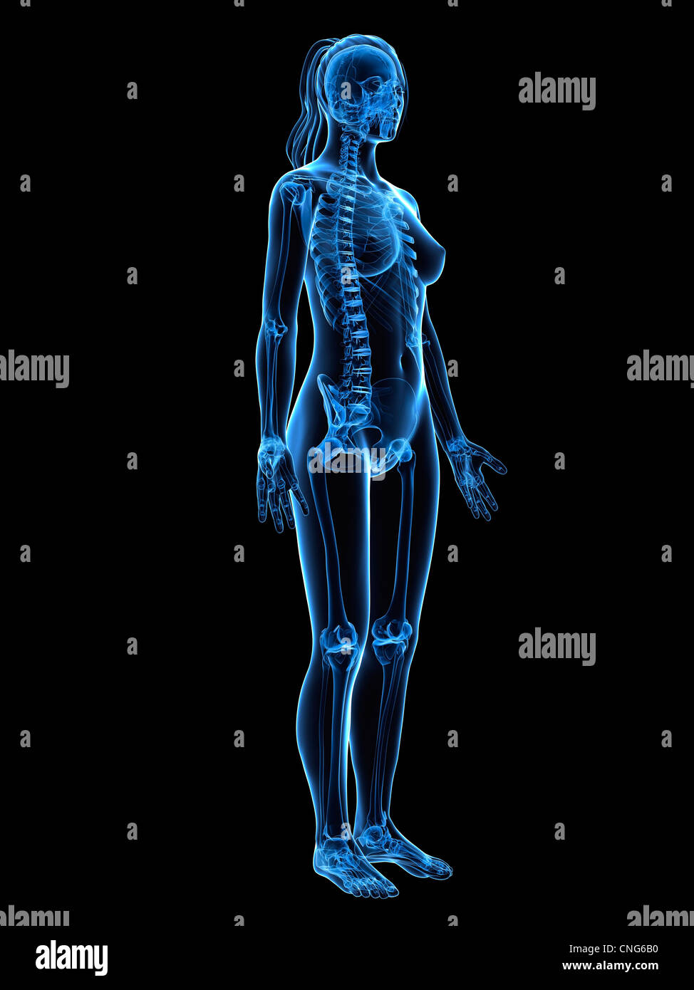 Medical drawing female skeleton hi-res stock photography and images - Alamy