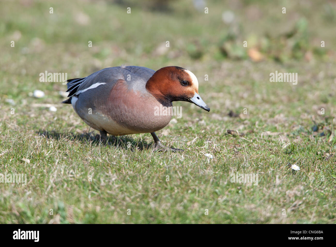 Wigeon drake hi-res stock photography and images - Alamy