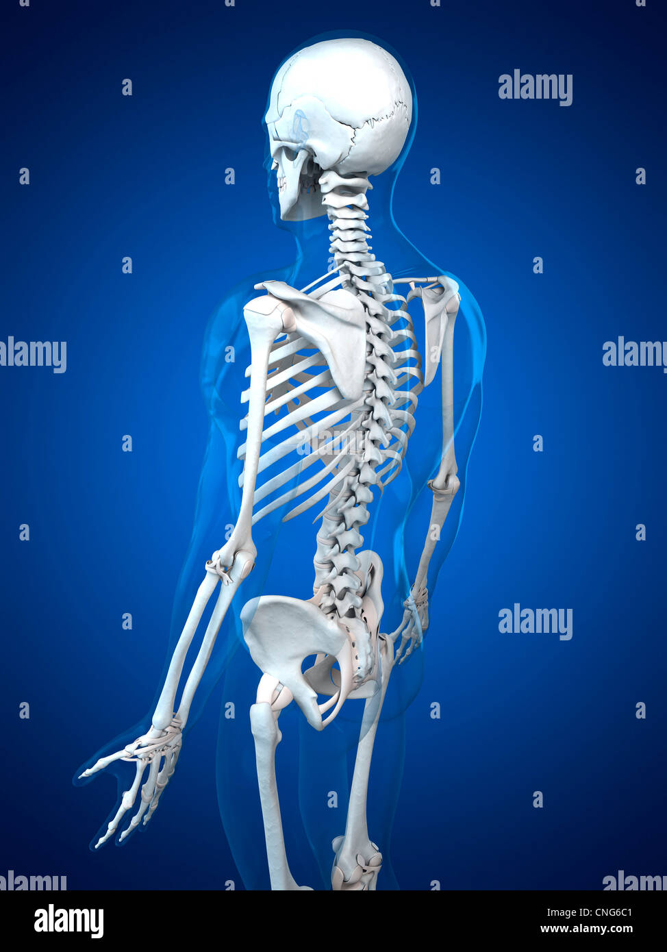 Human skeleton artwork Stock Photo - Alamy