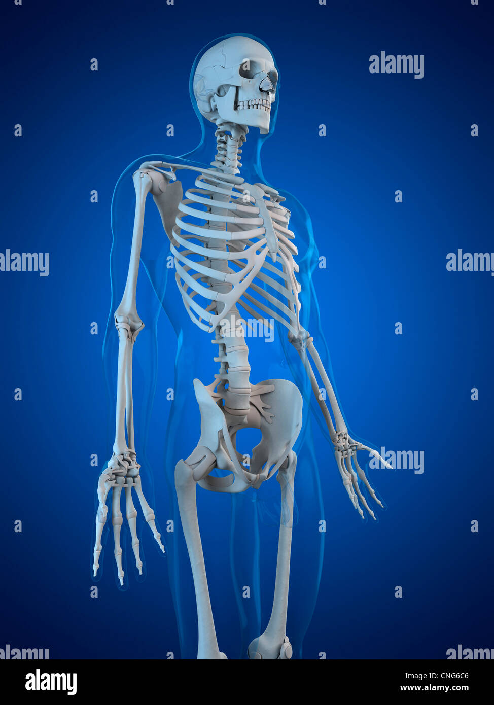 Human skeleton artwork Stock Photo - Alamy