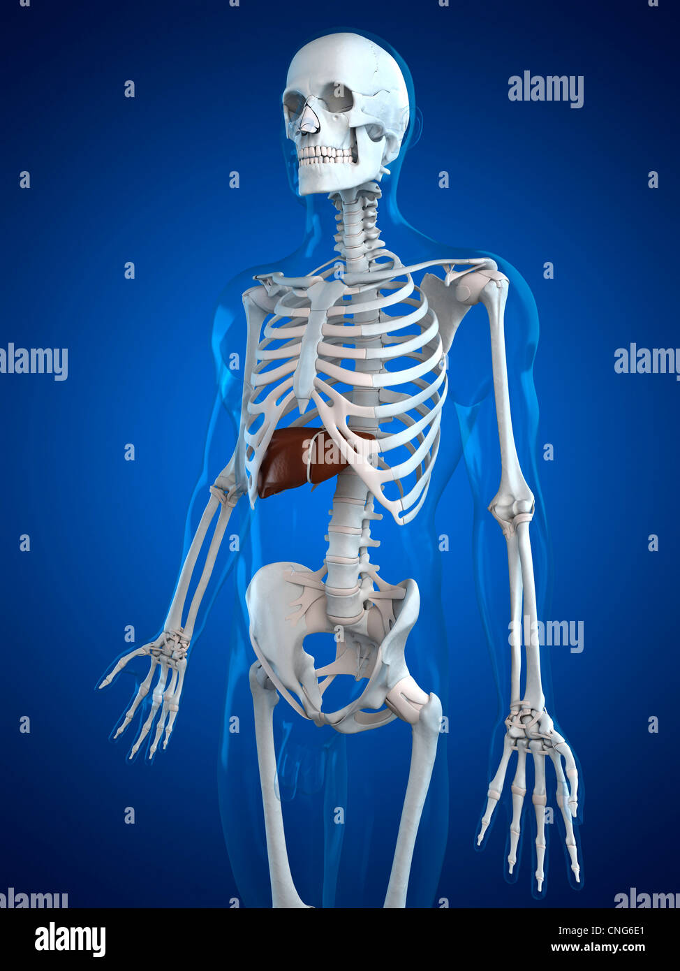 Healthy liver artwork Stock Photo - Alamy