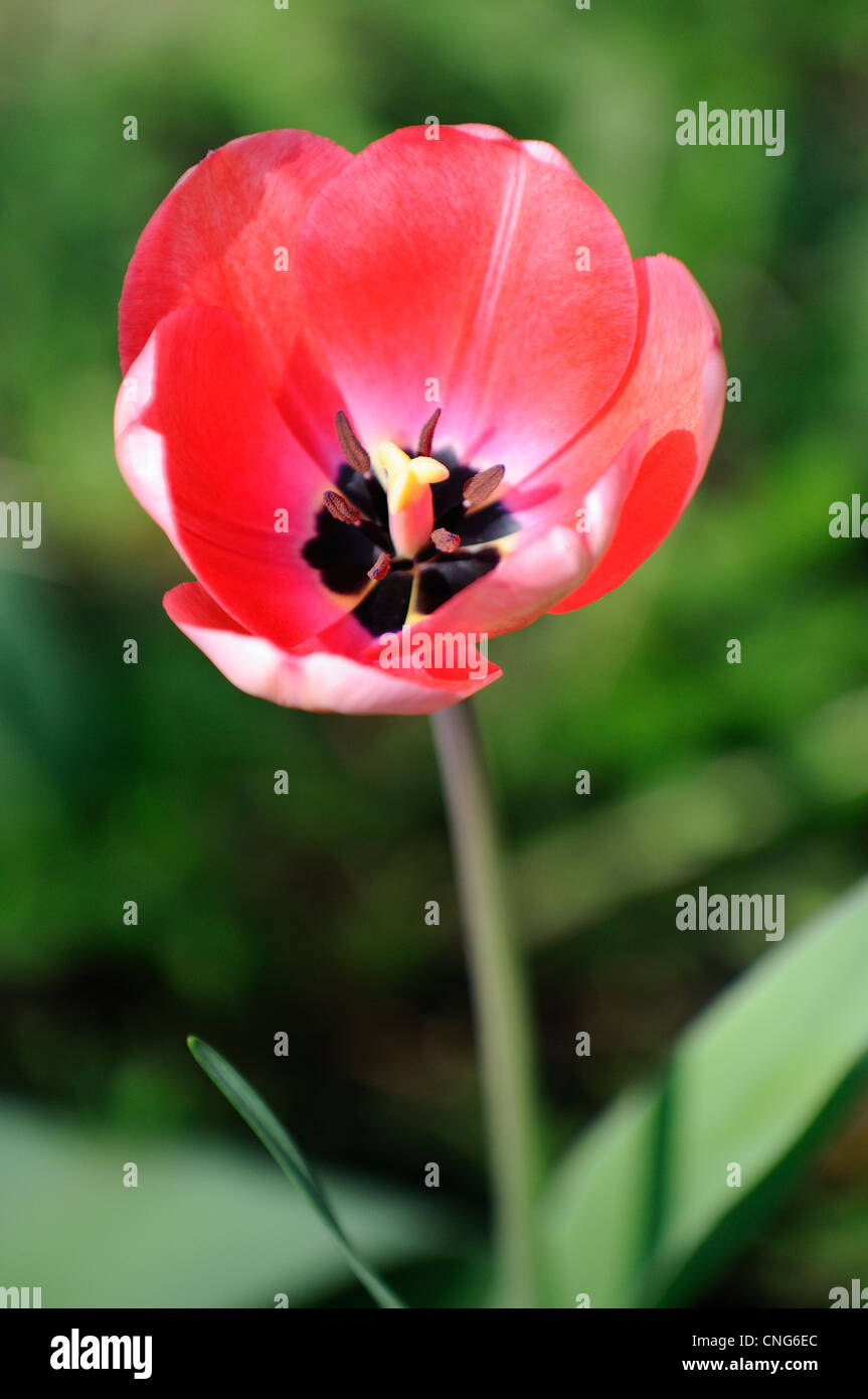 Tulip about to open hi-res stock photography and images - Alamy