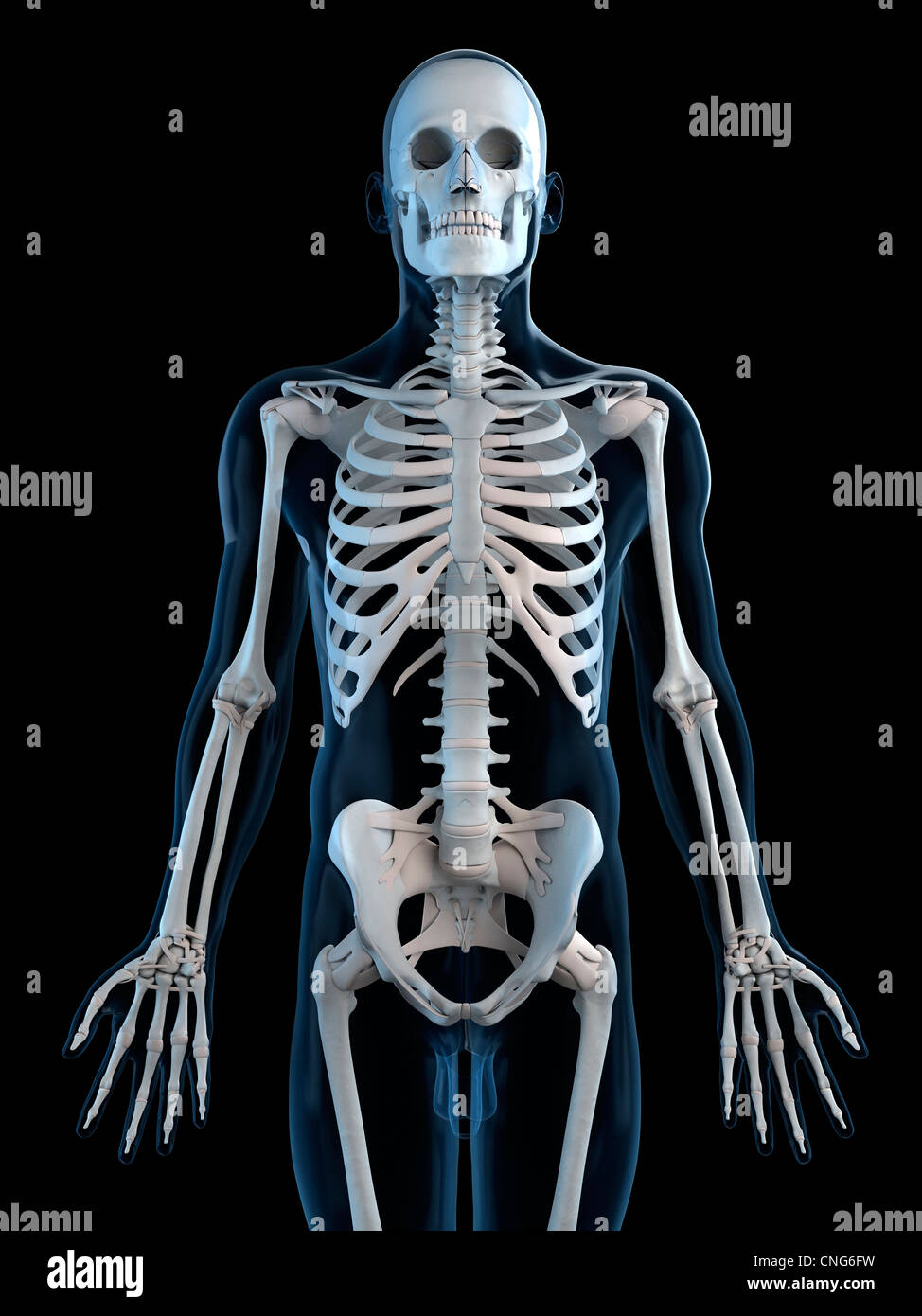 Human skeleton artwork Stock Photo - Alamy