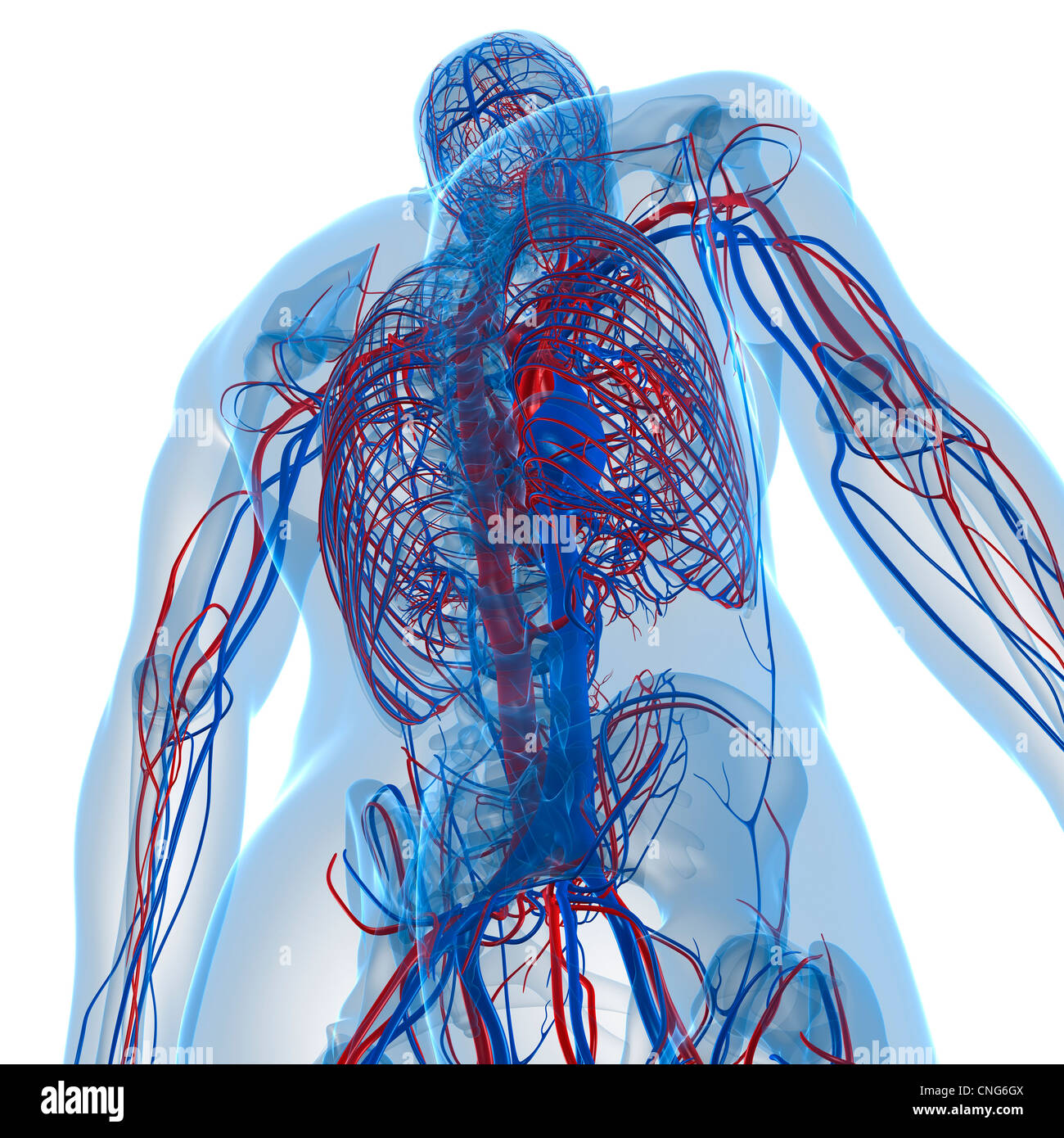 Cardiovascular system artwork Stock Photo - Alamy