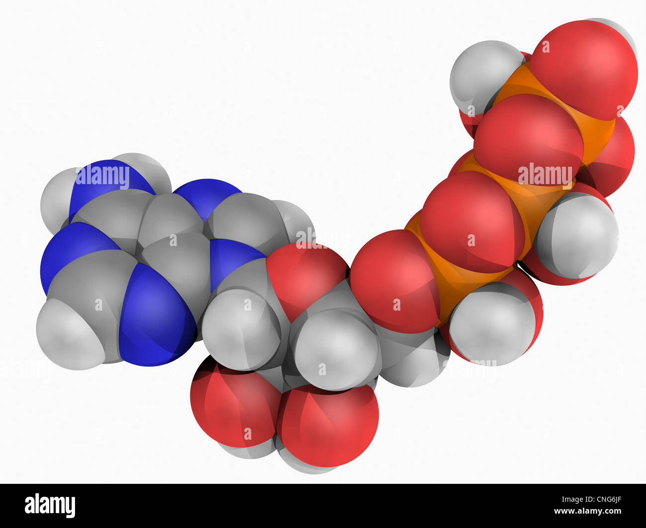 Adenosine triphosphate molecule Stock Photo - Alamy