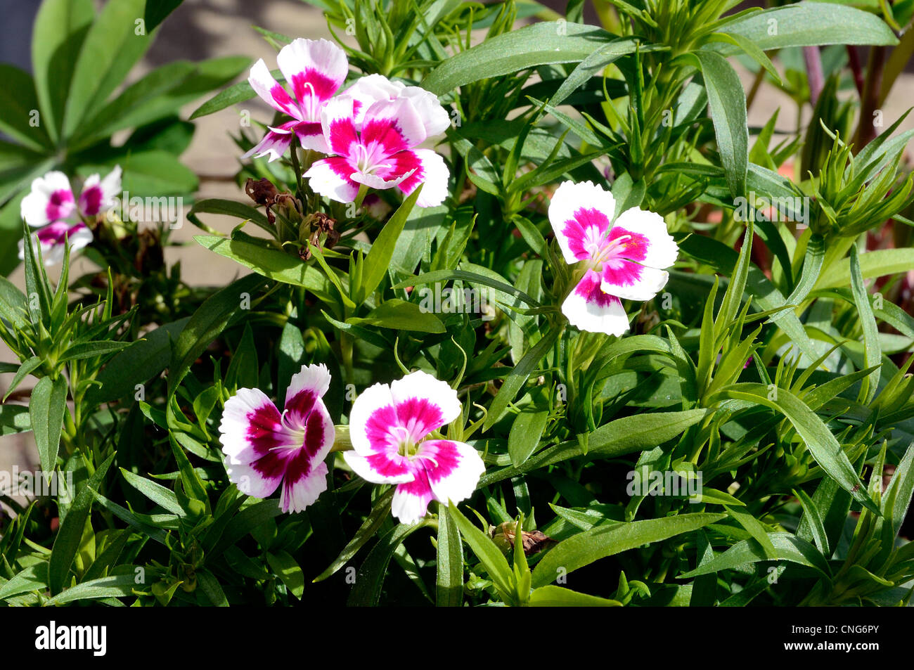 Dianthus (Dianthus barbarini) (Purple Picotee) Delicate brightly ...