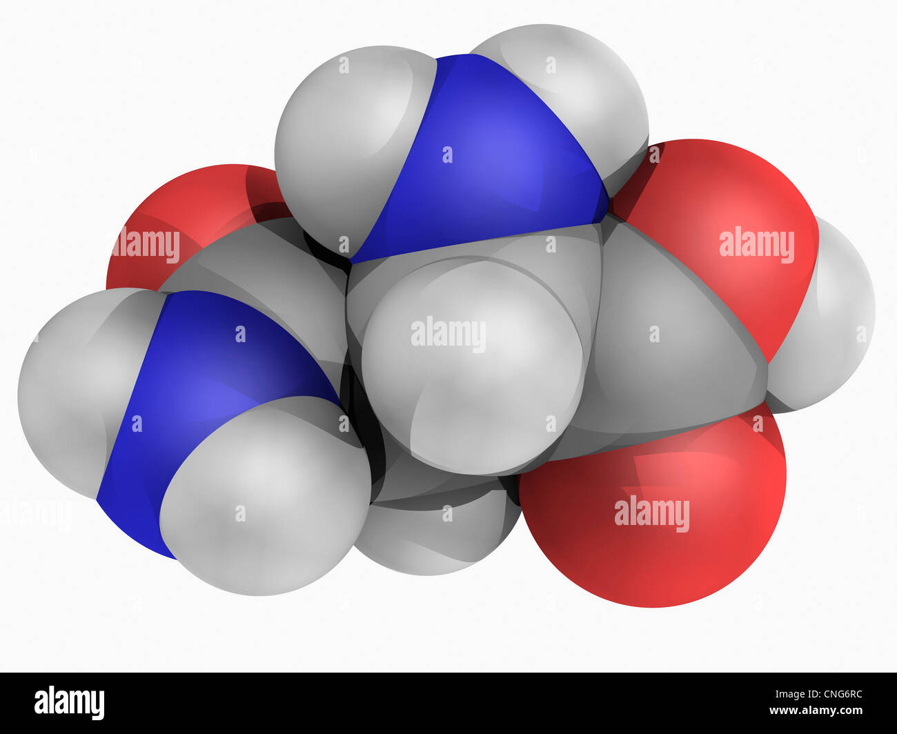 Asparagine hi-res stock photography and images - Alamy