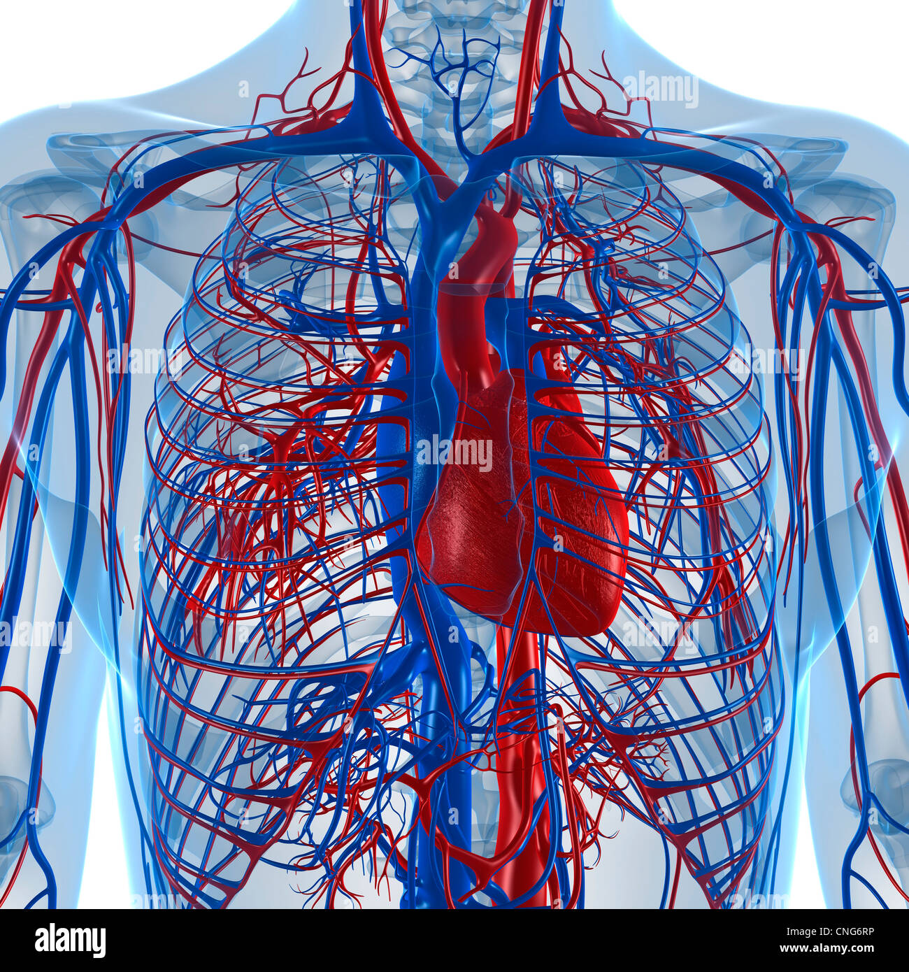 Cardiovascular system artwork Stock Photo - Alamy