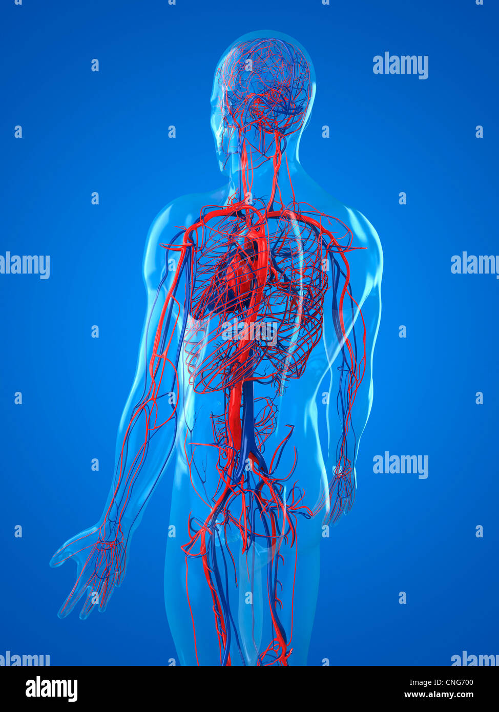 Cardiovascular system artwork Stock Photo - Alamy