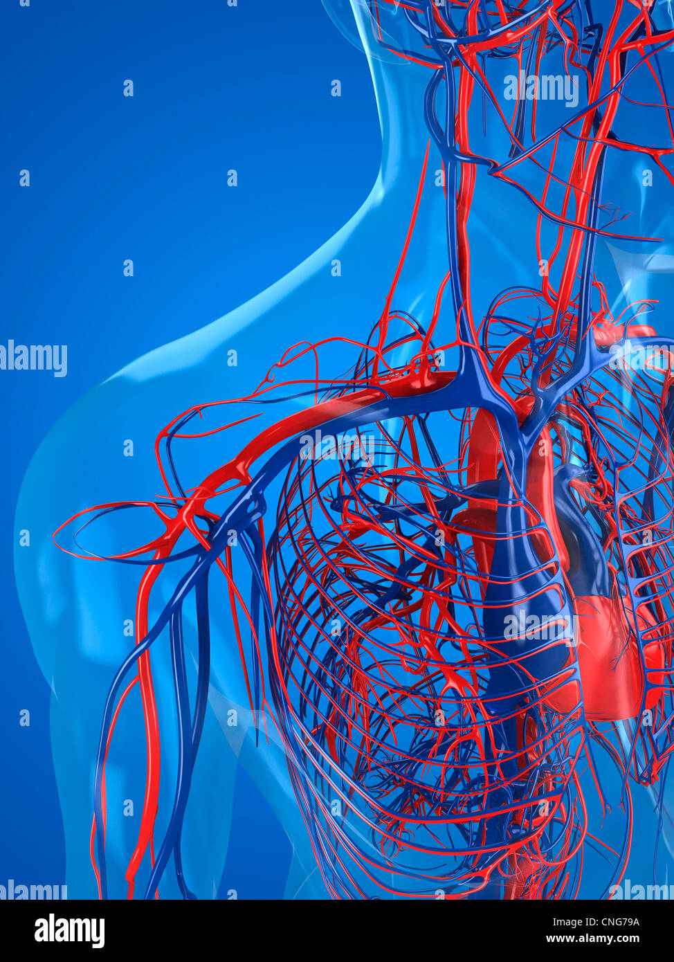 Cardiovascular system artwork Stock Photo - Alamy