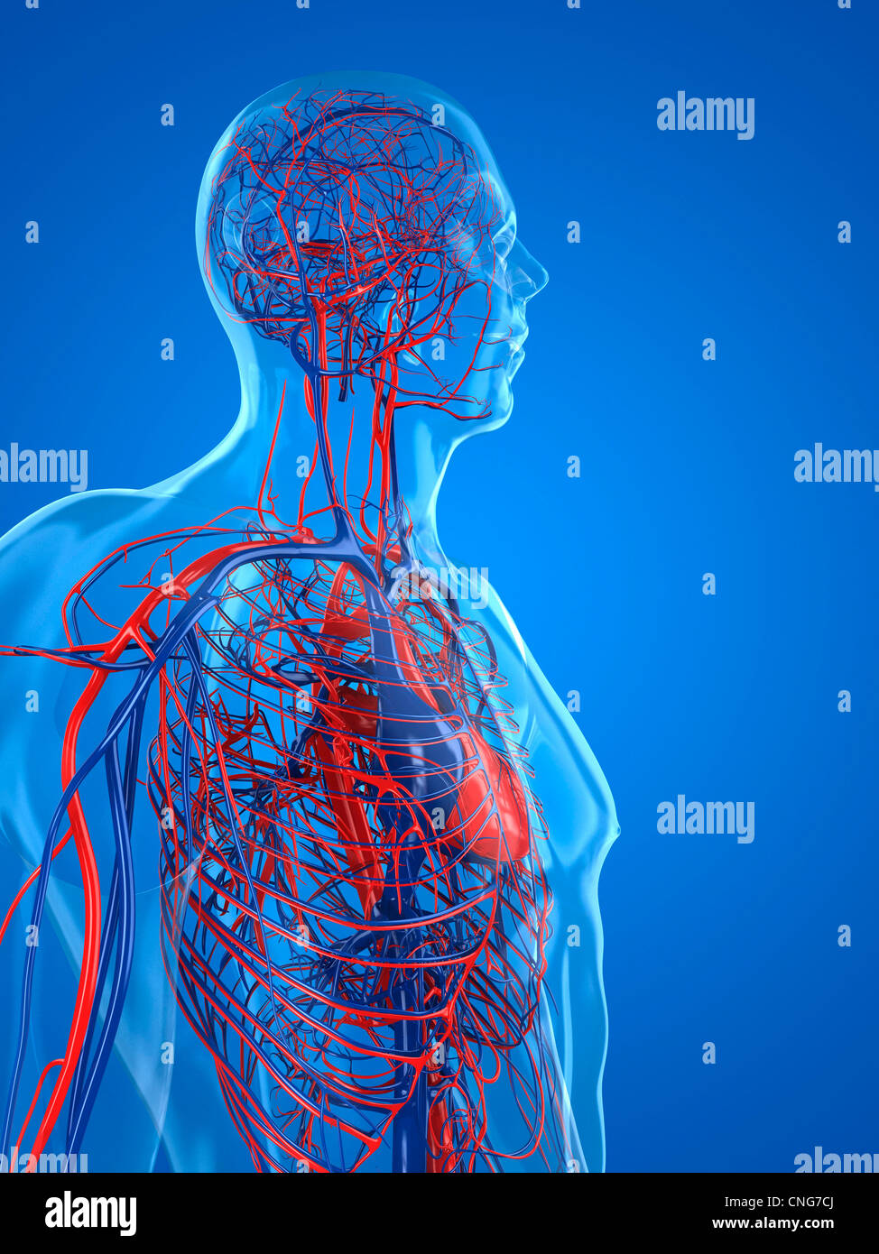 Cardiovascular system artwork Stock Photo - Alamy