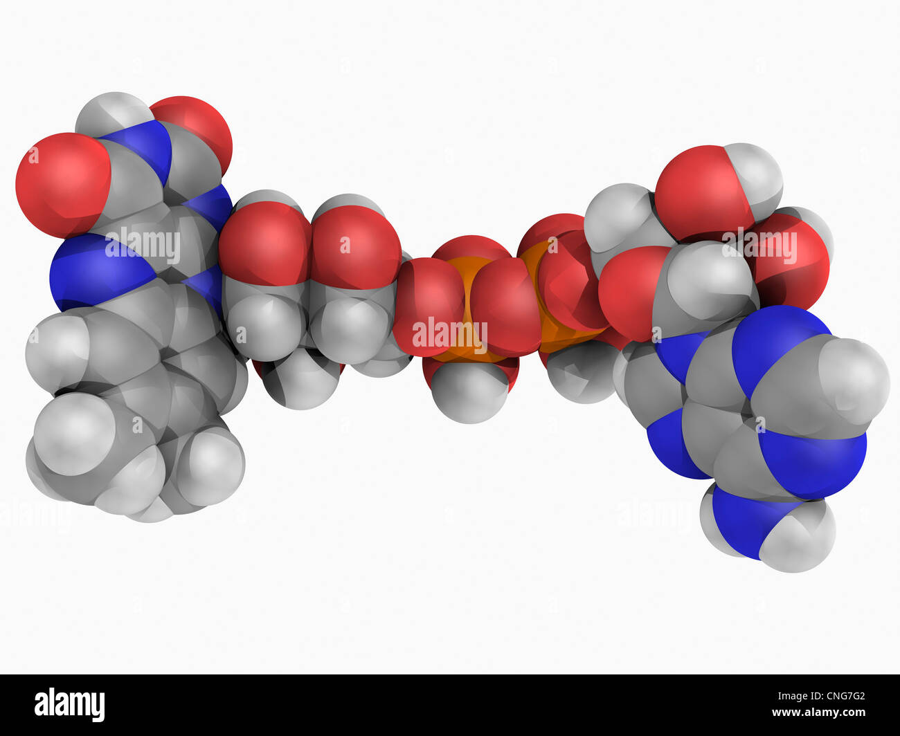 Flavin adenine dinucleotide fad molecule Cut Out Stock Images ...