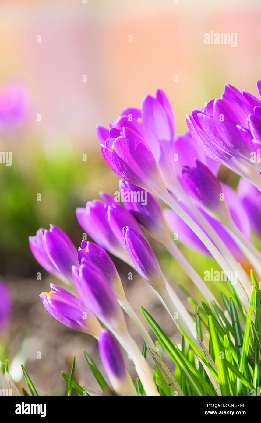 Lila krokus hi-res stock photography and images - Alamy