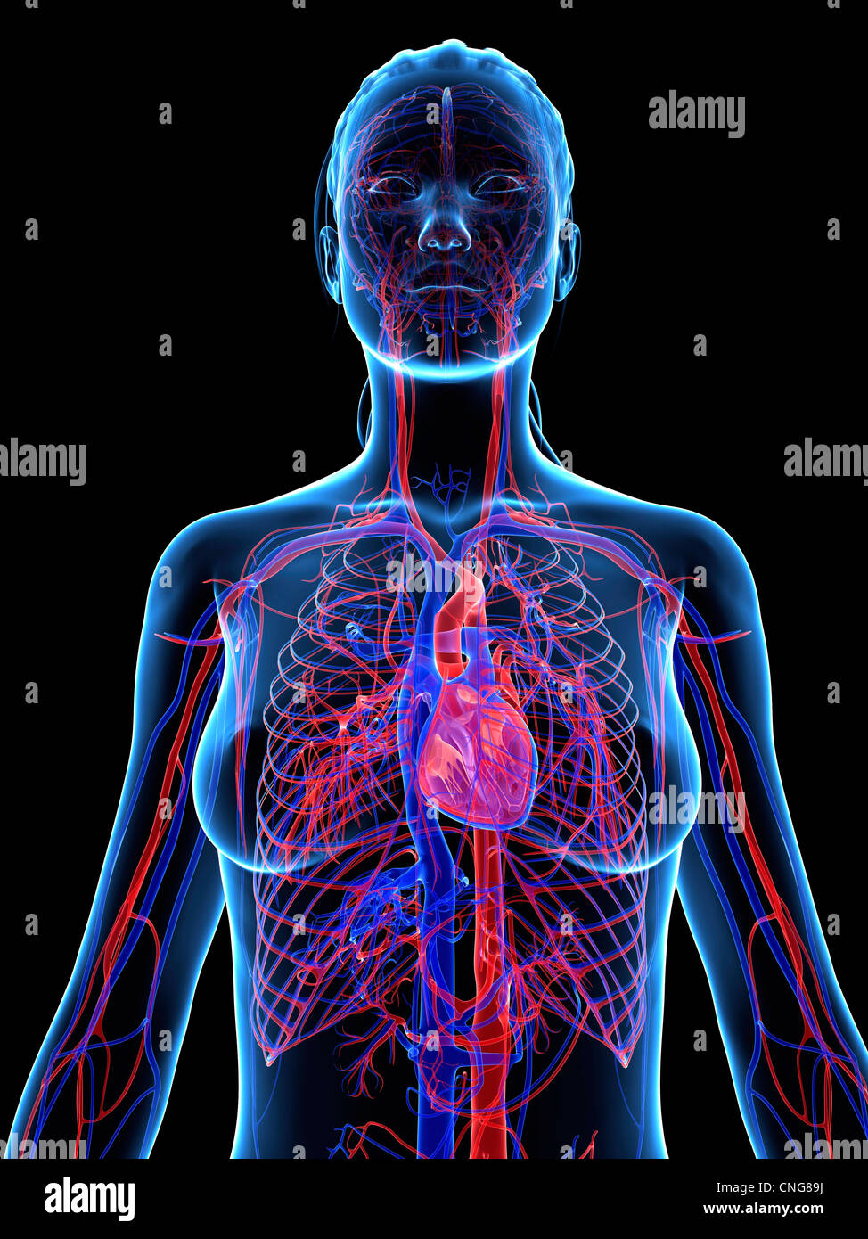 Cardiovascular system artwork Stock Photo - Alamy