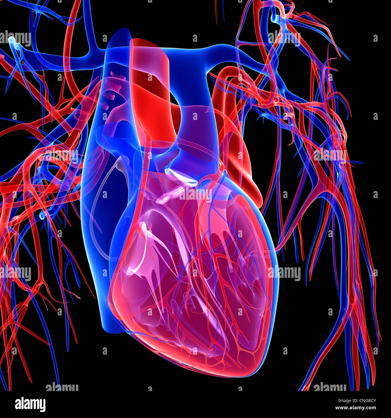 Cardiovascular system artwork Stock Photo - Alamy