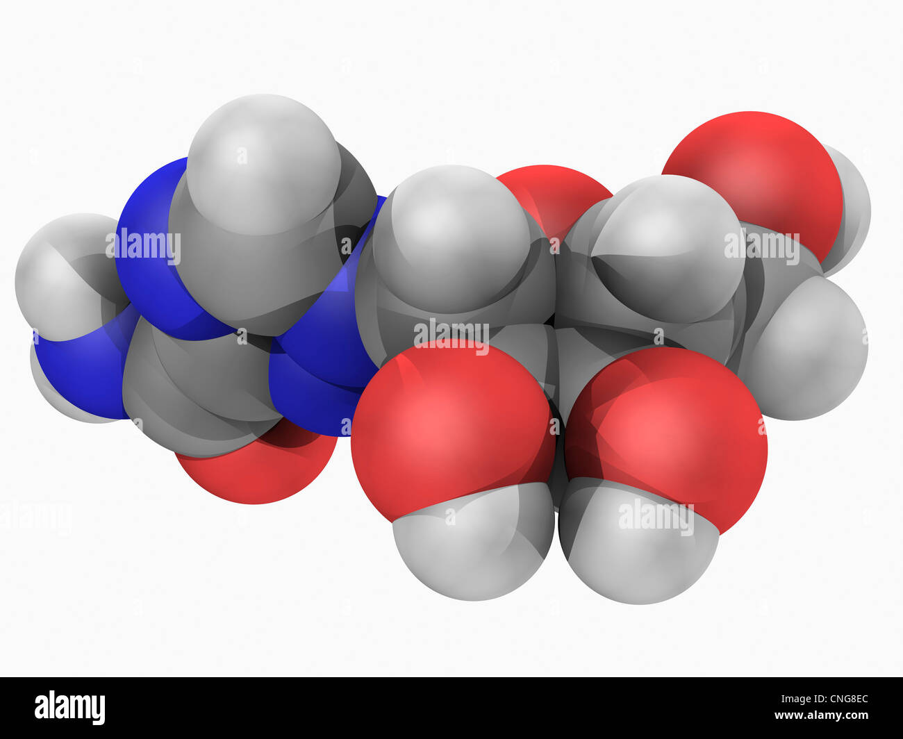Human medically models Cut Out Stock Images & Pictures - Alamy