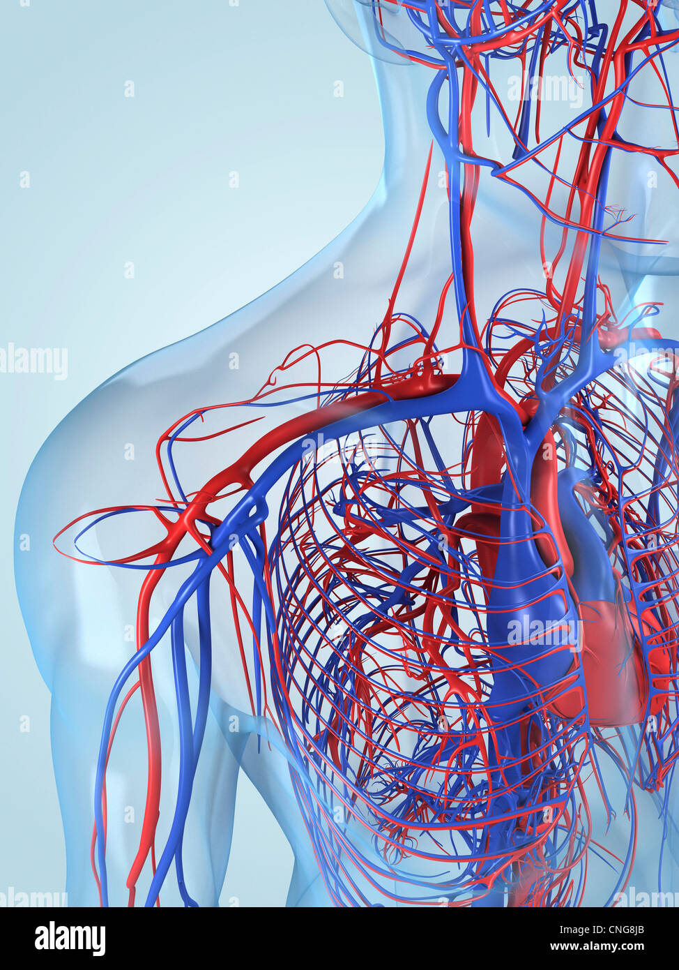 Cardiovascular system artwork Stock Photo - Alamy