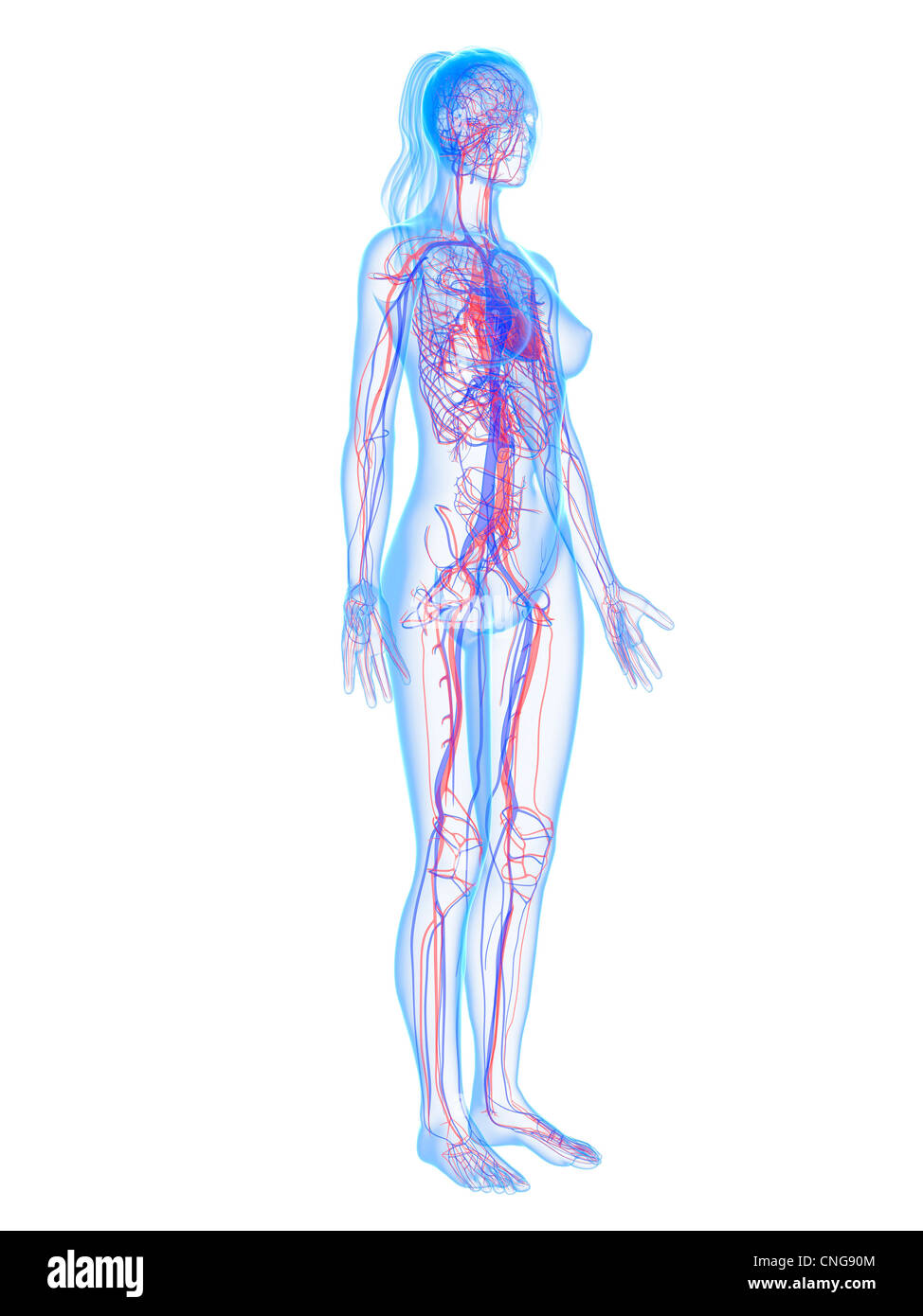 Cardiovascular system artwork Stock Photo - Alamy