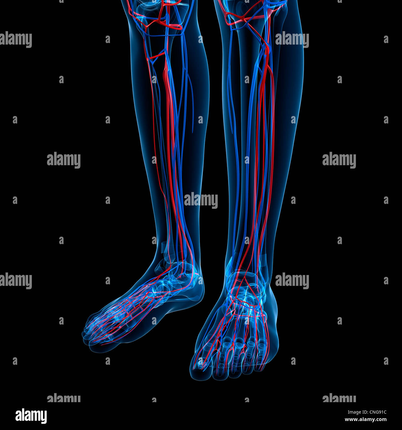 Vascular system legs hi-res stock photography and images - Alamy