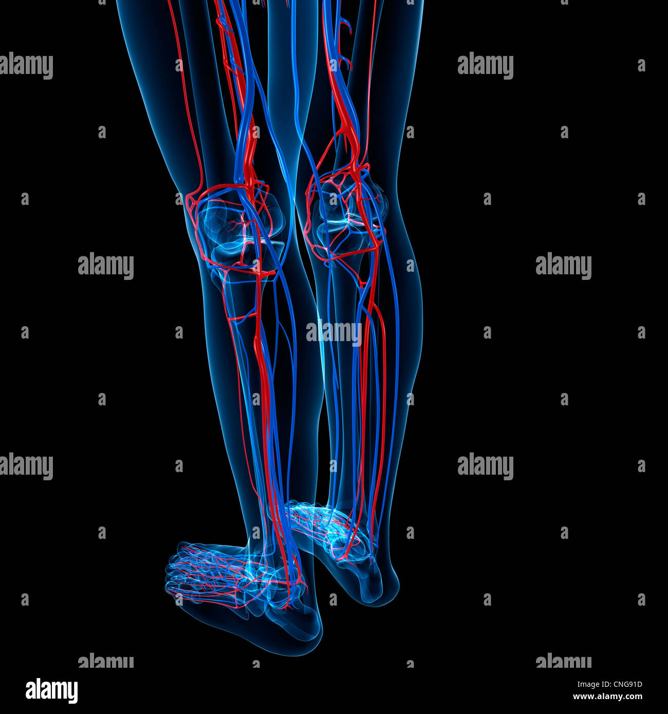 Bloody backs hi-res stock photography and images - Alamy