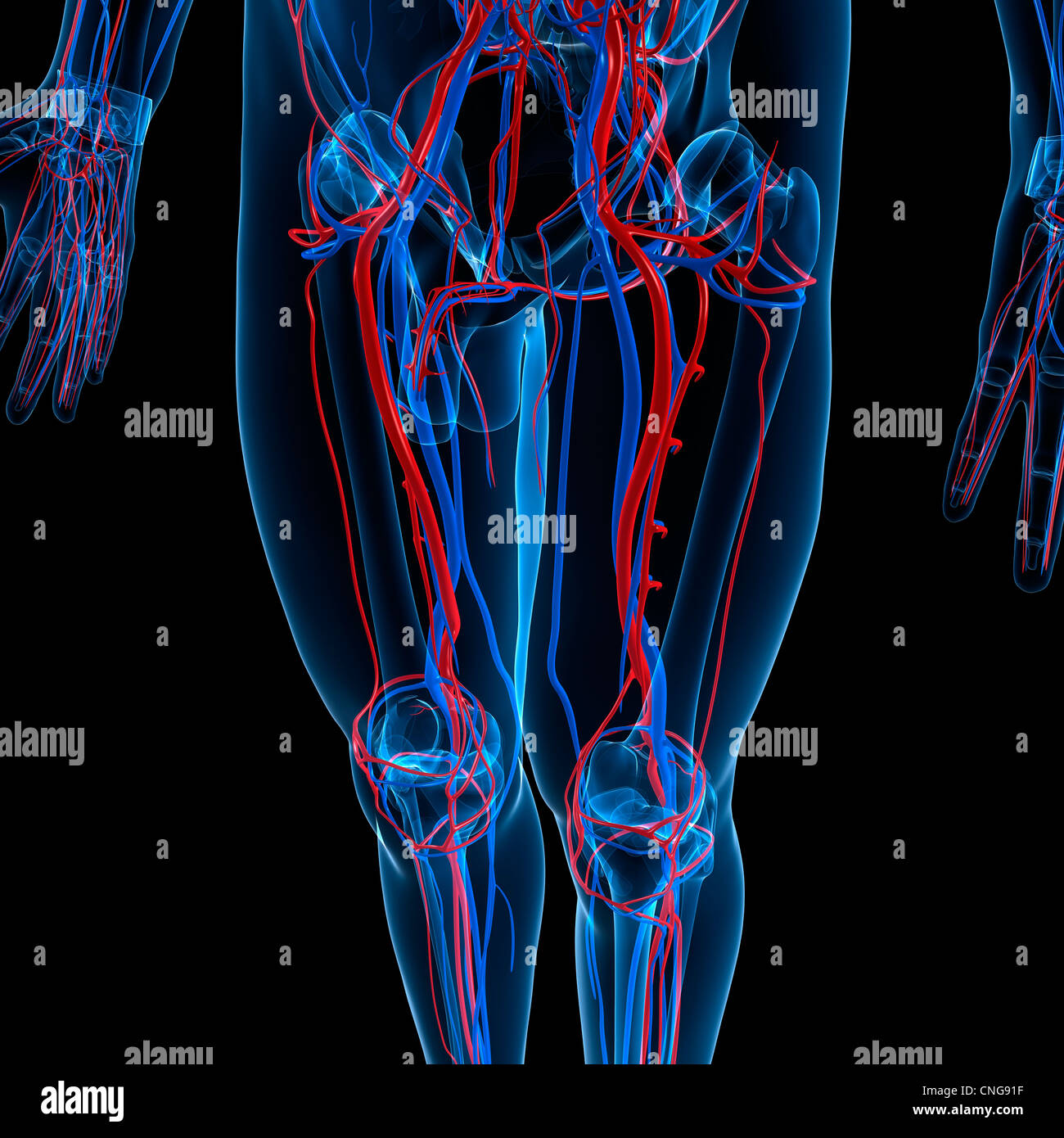 Vascular system artwork Stock Photo - Alamy